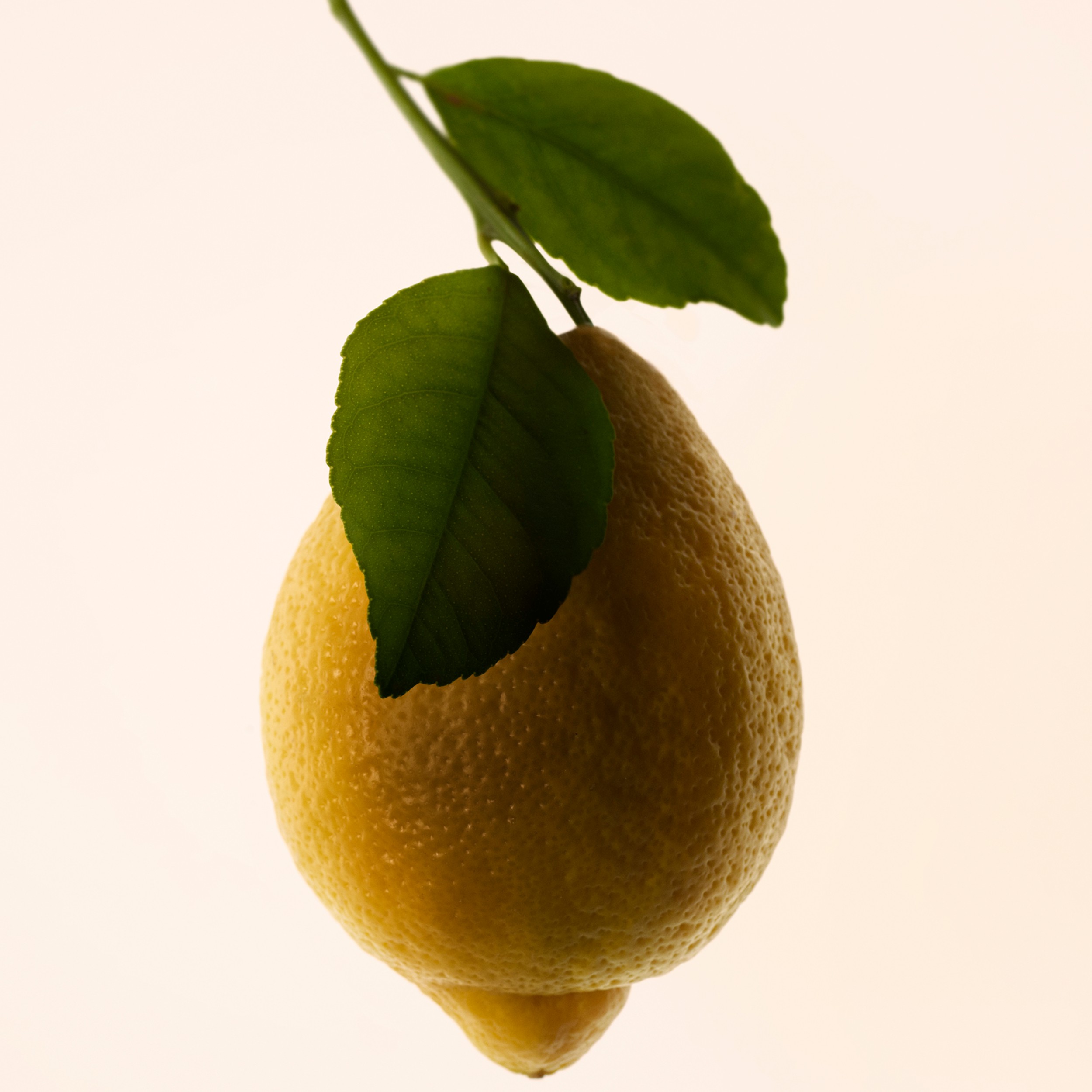 Burberry Signatures Garden Roses Eau de Parfum 100ml | Burberry® Official