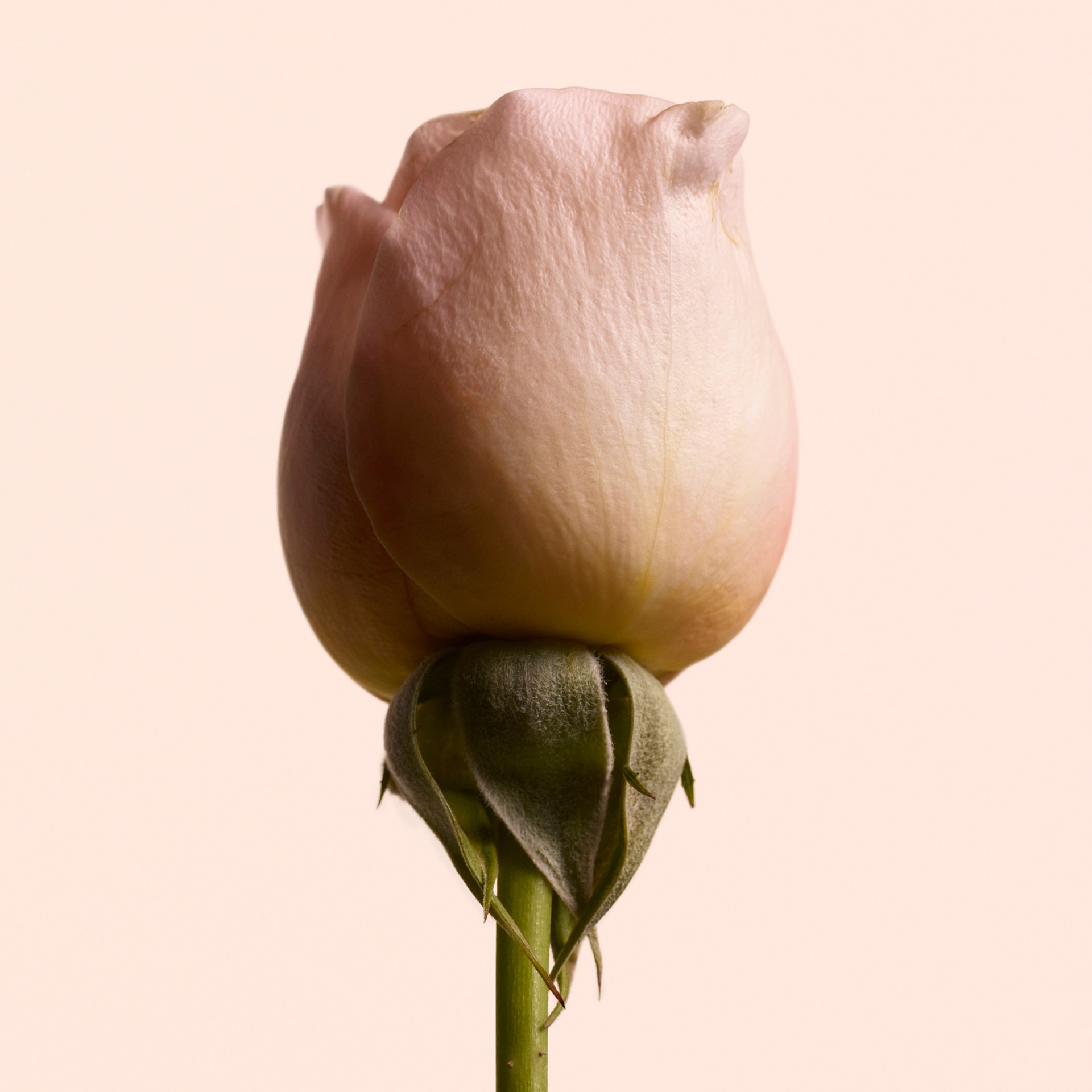 Burberry Signatures Tudor Rose Eau de Parfum 100ml | Burberry United States