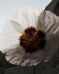 Burberry Signatures | Burberry® Official