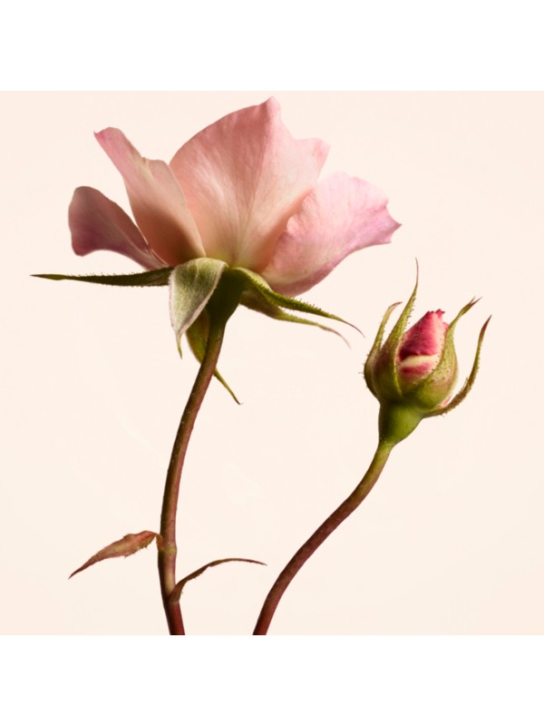 Burberry Signatures Garden Roses Eau de Parfum 100ml | Burberry United ...