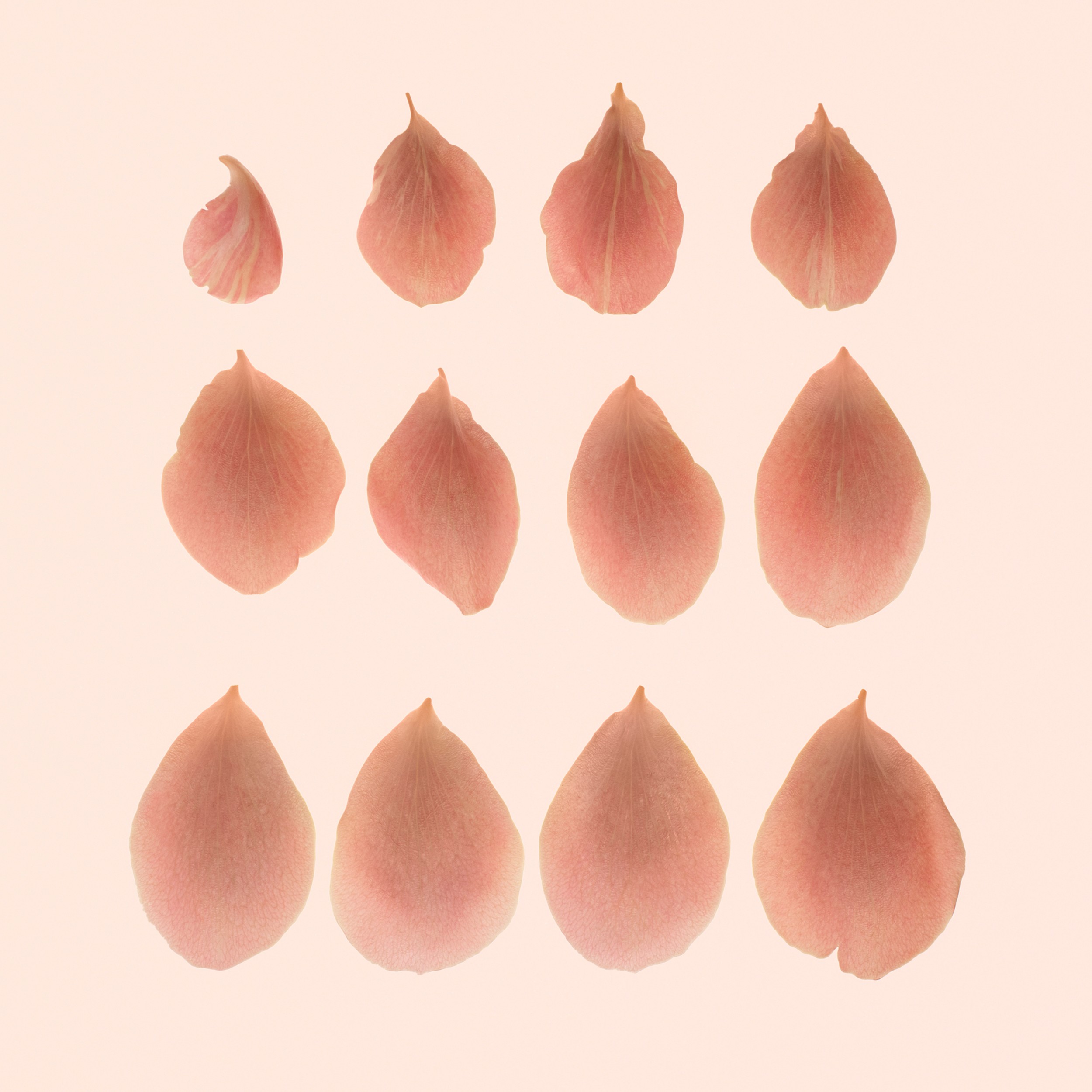 Burberry Signatures Tudor Rose Eau de Parfum 100ml | Burberry® Official